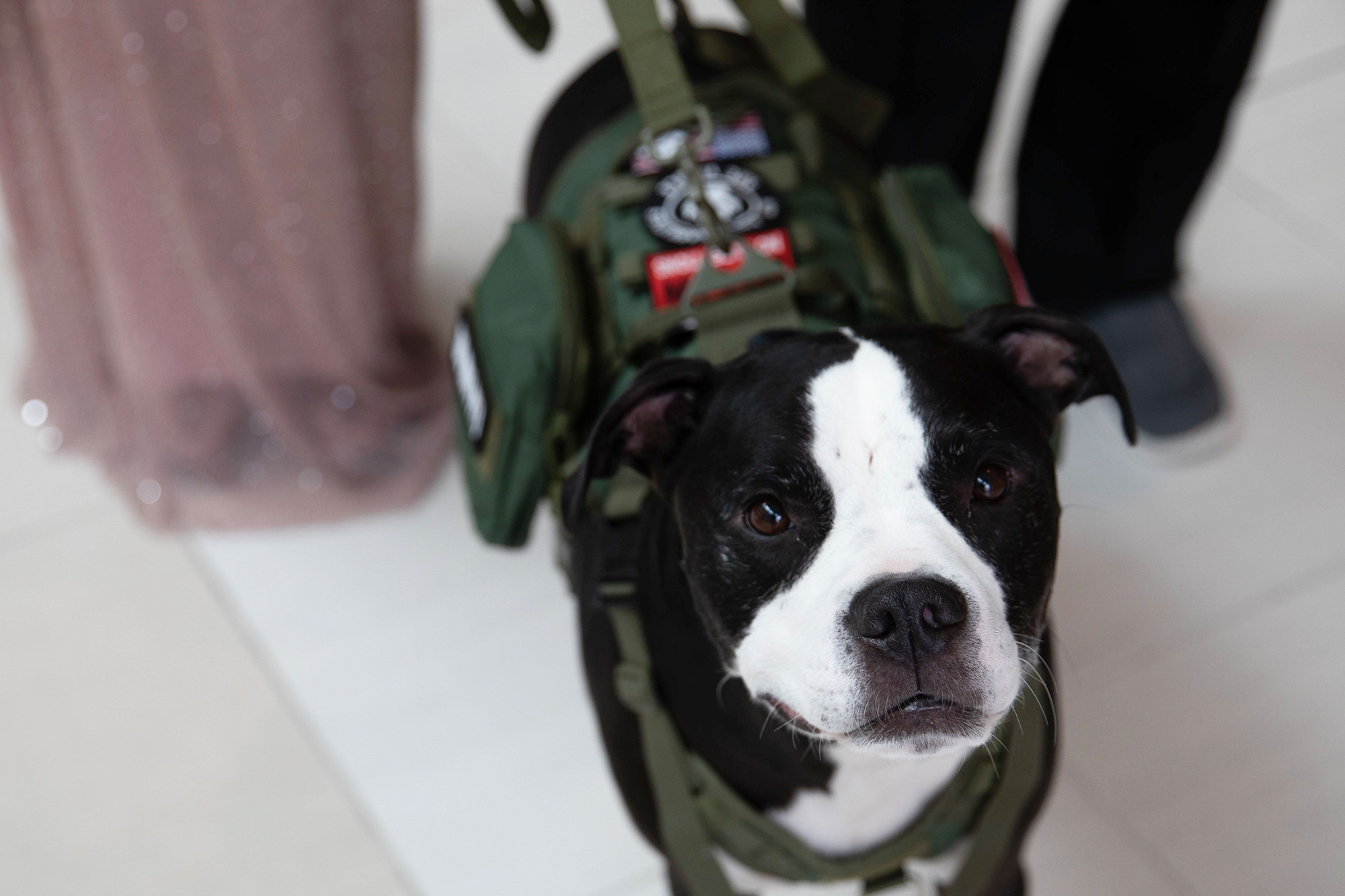 The Service Dogs Assisting Veterans Act Seeks to Expand Support for ...